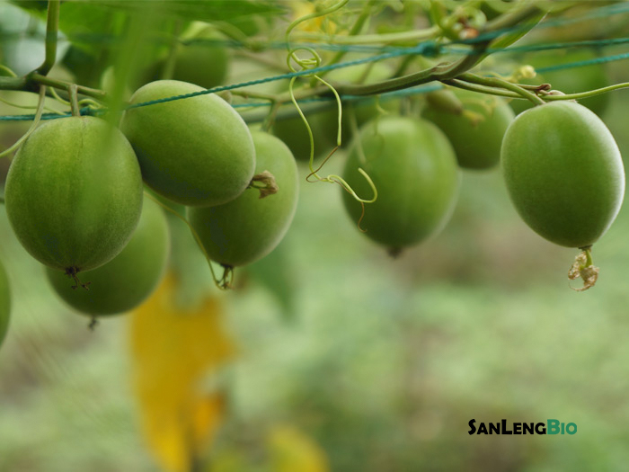 Focus on technology innovation development of natural ingredients