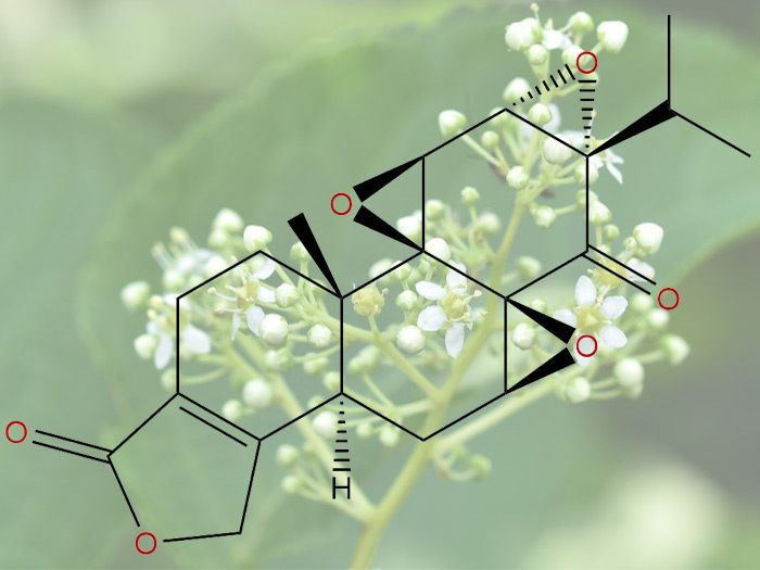 Triptonide ≥98% Supplier SanLengBio