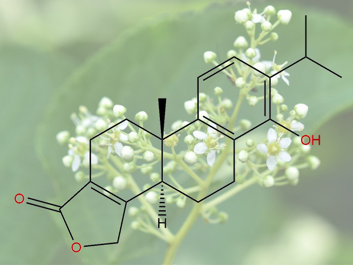 Triptophenolide ≥98% Supplier SanLengBio